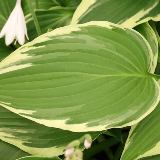 Hosta Great Expectations Pot de 1,5L/2L - Gamm vert