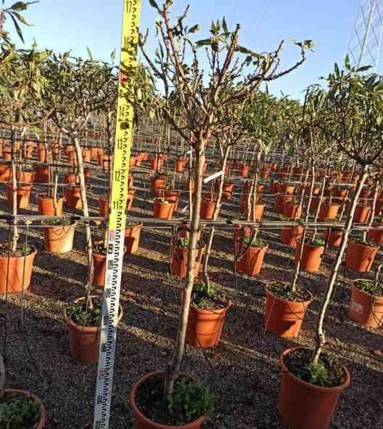 Prunus dulcis var. Lauranne (Amandier super productif, floraison ...