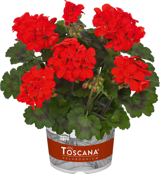 Géranium interspécifique Specials C Alm-Geranie Scarlet godet de 8/9cm ...