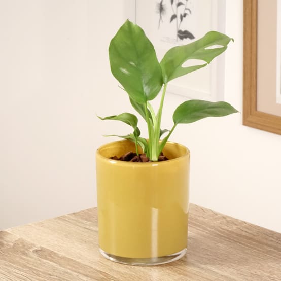 Philodendron Minima - Monstera minima Mini-plante - Gamm vert