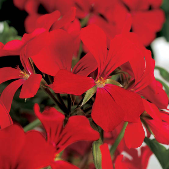 Géranium lierre Rainbow Red - Pelargonium peltatum Mini-motte 3,5 cm ...