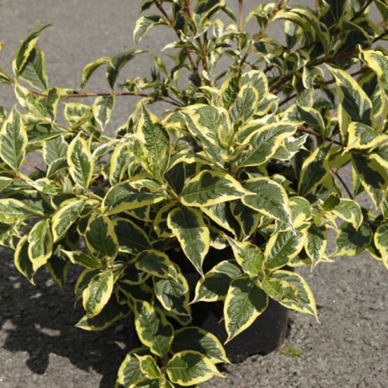 Weigela White Lightning Pot de 7,5L/10L - Gamm vert