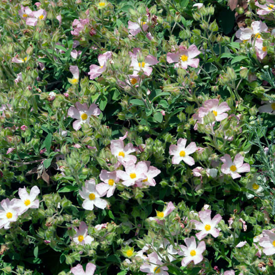 Ciste Silver Pink - Cistus argenteus Pot de 2L/3L - Gamm vert