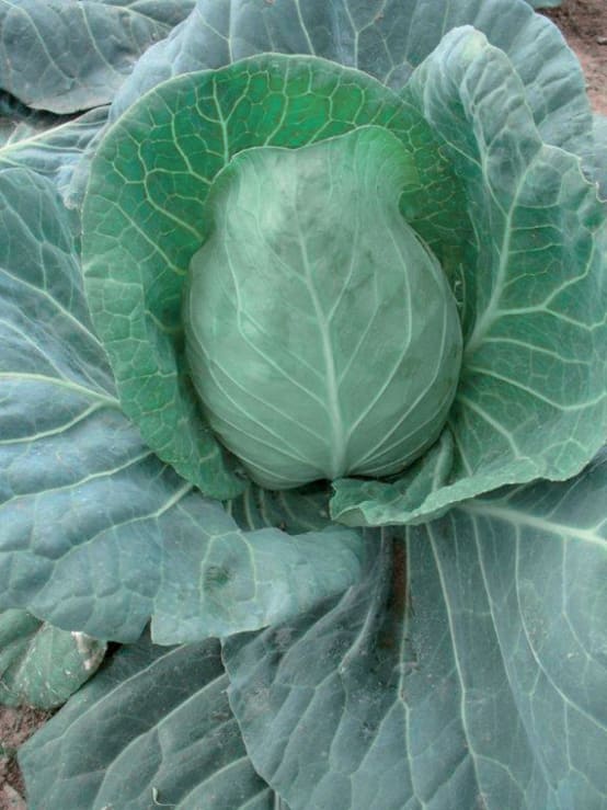 Chou cabus pointu Chana F1 Bio en mini-mottes Mini-motte 2 cm (par 3 ...