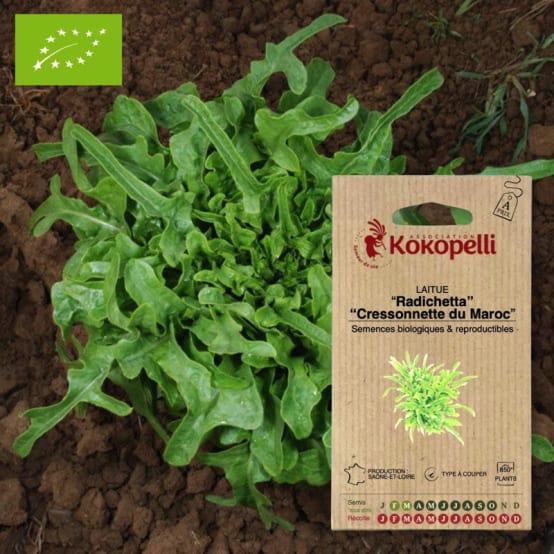 Graines bio à semer - Laitue Radichetta Cressonnette du Maroc ...