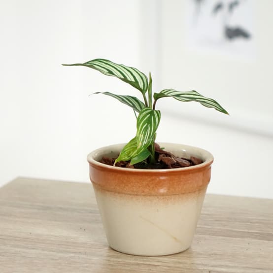 Calathea vittata Mini-plante - Gamm vert