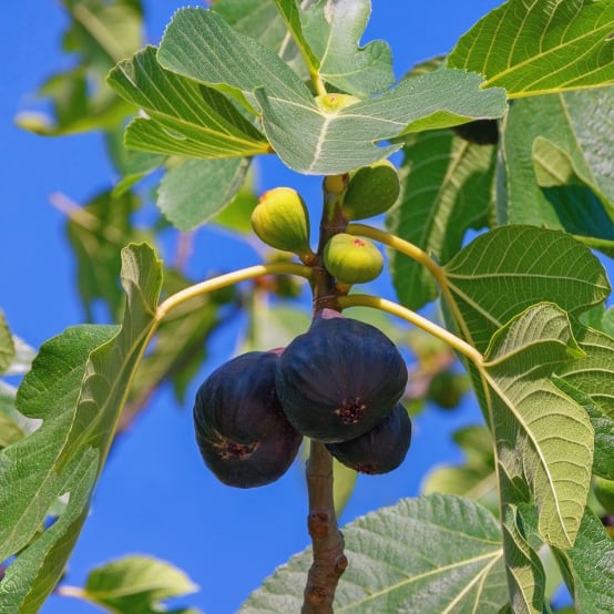 Figuier Noire de Bellone - Ficus carica Pot de 3L/4L, Buisson, Ramifié ...