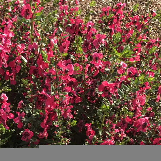 Angélonia Archangel Cherry Red Mini-motte 2,,3 cm (par 5) - Gamm vert