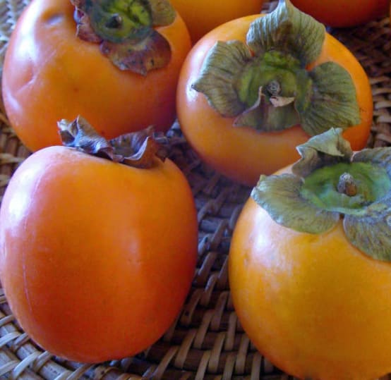 Diospyros kaki var.Persimon (Plaqueminier trés productif gros fruit ...