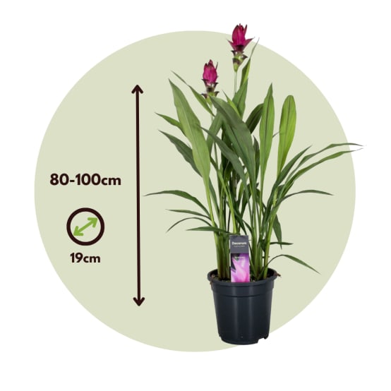 Curcuma alismatifolia 'Skyline' - Pot 19cm - Hauteur 80-100cm - Plant ...