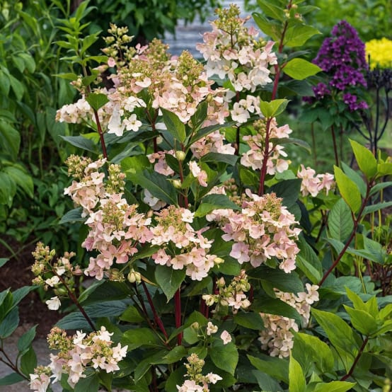 Hortensia - Hydrangea paniculata 'Early Harry' - Hauteur 25-40cm ...