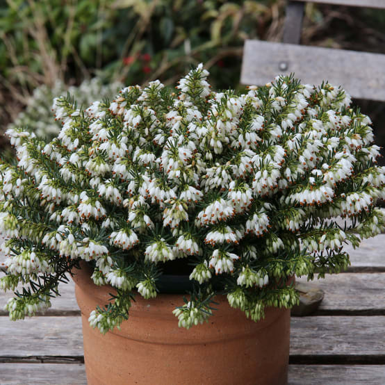 Bruyère des neiges - Erica carnea Schneekuppe Pot de 1L/1,5L - Gamm vert