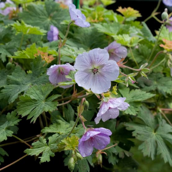 Geranium vivace Lilac Ice Godet de 9cm - Gamm vert