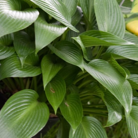Hosta Devon Green Pot de 1,5L/2L - Gamm vert