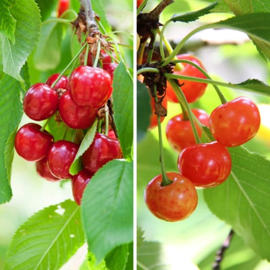 Cerisier Duo Bigarreau Burlat et Napoléon Pot de 7,5L/10L - Gamm vert