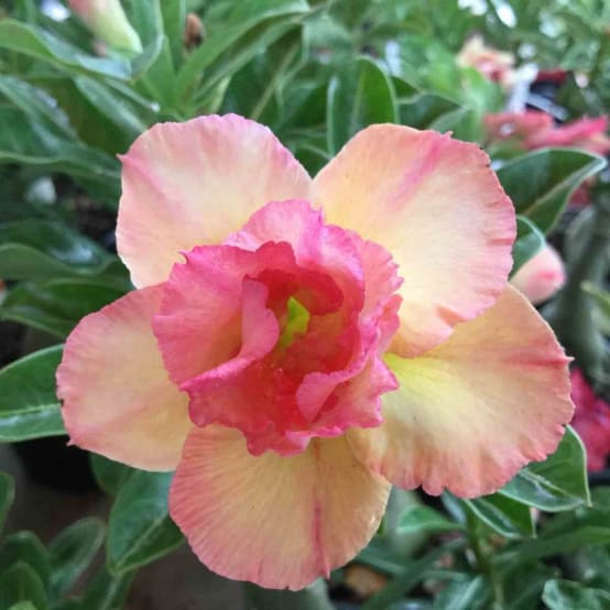 Adenium obesum cv.Pêche Couleur floraison:Jaune Rose - Taille:Caudex d ...