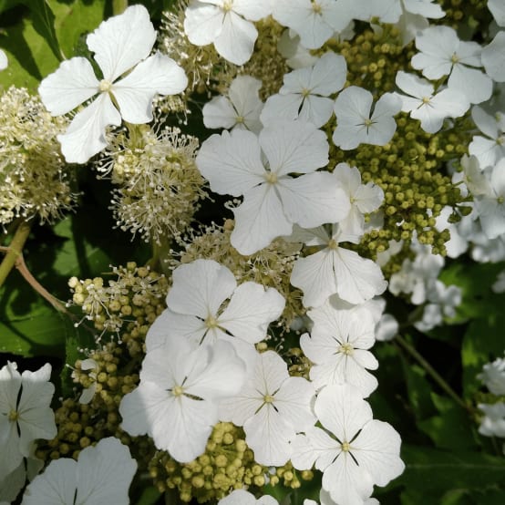 Hortensia - Hydrangea paniculata 'Ice Crystal' - Hauteur 25-40cm ...