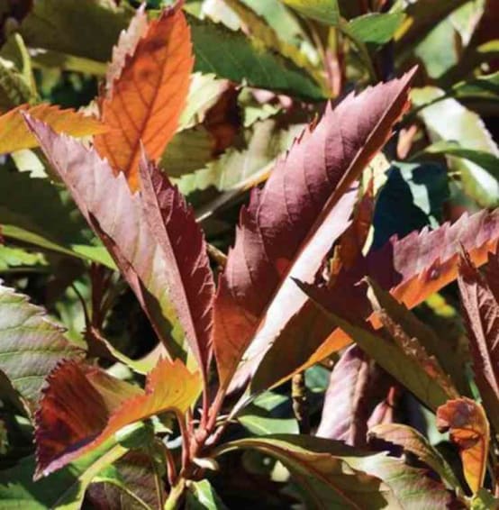 Eriobotrya japonica 'Coppertone' (Néflier du japon, bibacier, Loquat ...