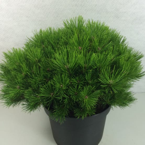 Pin rouge du Japon - Pinus densiflora Low Glow Pot de 7,5L/10LHauteur ...
