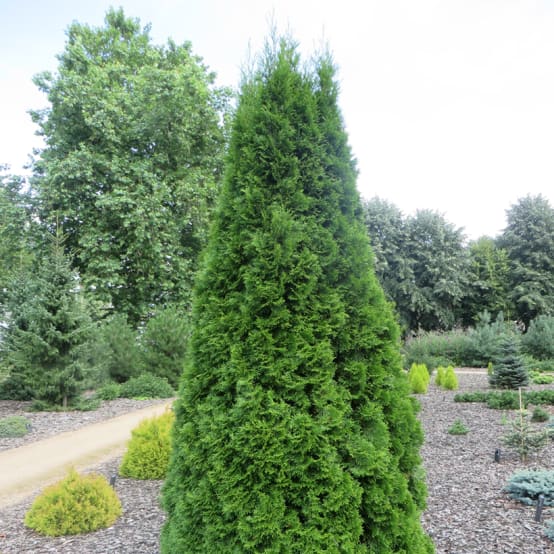 Thuya du Canada - Thuja occidentalis Pyramidalis Compacta Godet de 8/9 ...