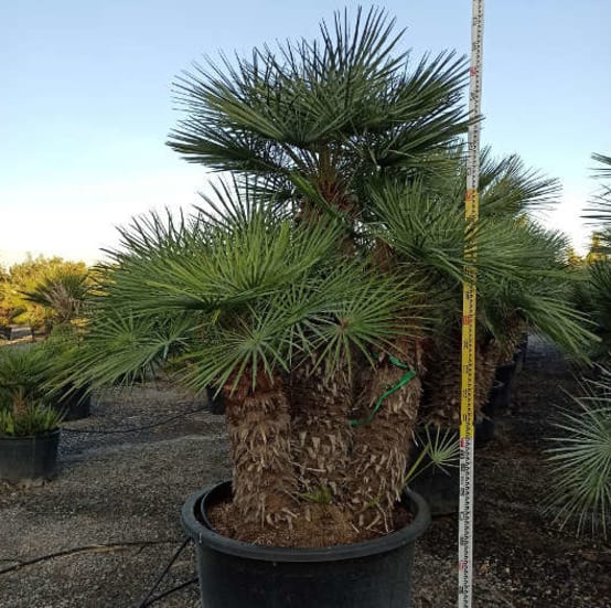 Chamaerops humilis var. cerifera (Palmier doum bleu) Couleur floraison ...