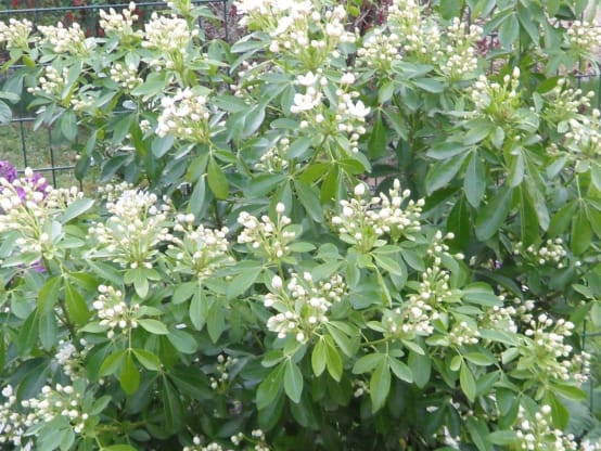 Choisya ternata - Oranger du Mexique Pot de 2L/3L - Gamm vert