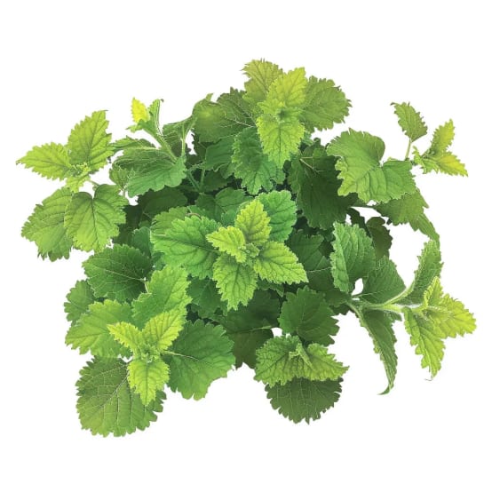 60 Graines de Mélisse Officinale - SemiSauvage Permaculture - Gamm vert