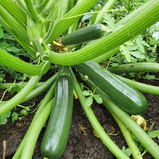 Courgette Anissa F1 (Création Vilmorin) - Vilmorin Graines - Gamm vert