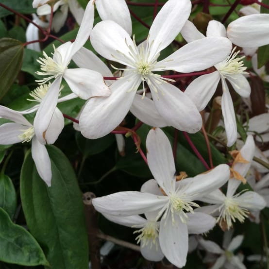 Clématite - Clematis armandii Hendersonii Rubra Pot de 2L/3L - Gamm vert