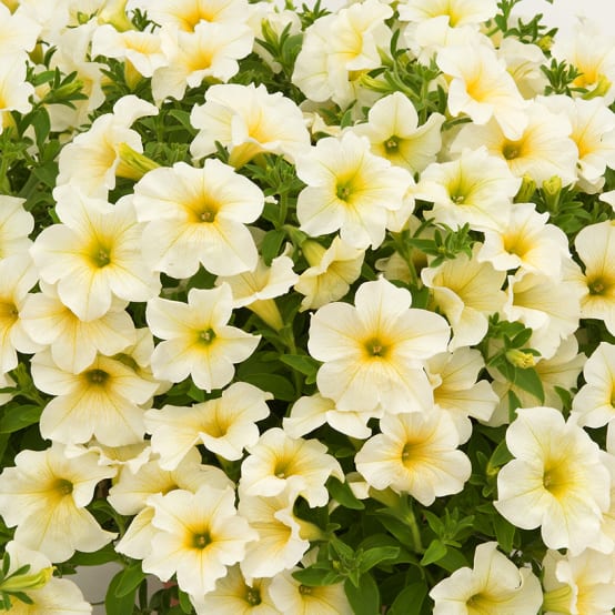 Petunia Surfinia Trailing Light Yellow - Mini-motte Ø 3/4 cm (par 5 ...