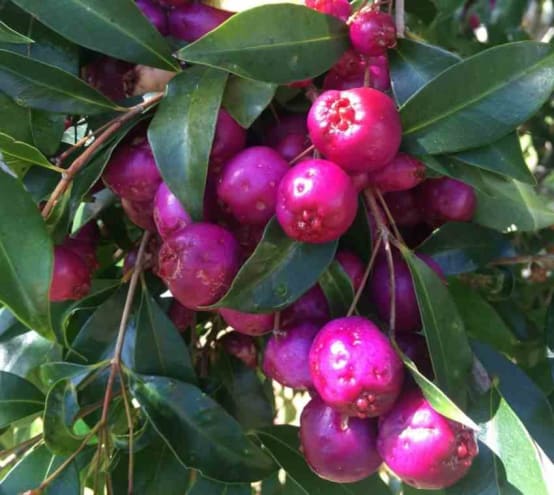 Microcitrus australasica (Caviar de citron) Couleur floraison:Blanc ...