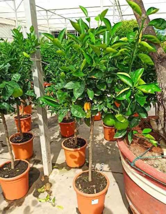 Agrumes citrus osbeck Lima Rosso (citron rouge) Couleur floraison:Blanc ...