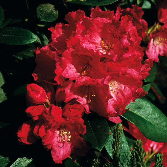 Rhododendron yakushimanum Morgenrot - Rhododendron nain Pot de 7,5L/10L ...