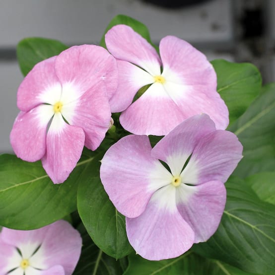 Pervenche de Madagascar Titan F1 Lavender Blue Halo - Catharanthus ...