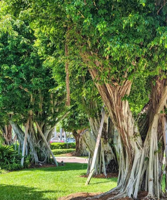 Ficus microcarpa 'Compacta' Taille:Pot de 25L- 125/150cm - Gamm vert