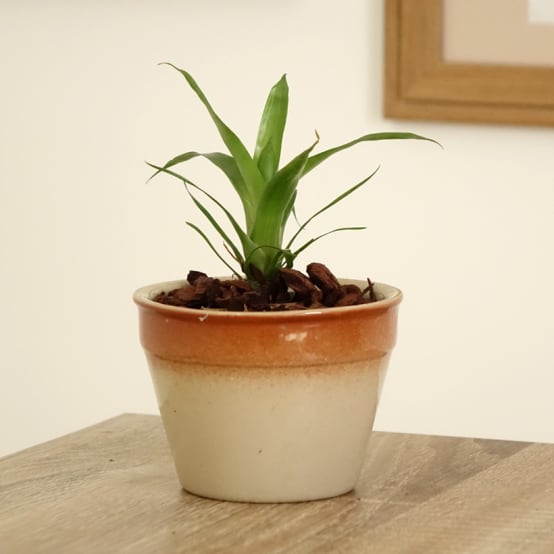 Vriesea Delphinus Mini-plante - Gamm vert