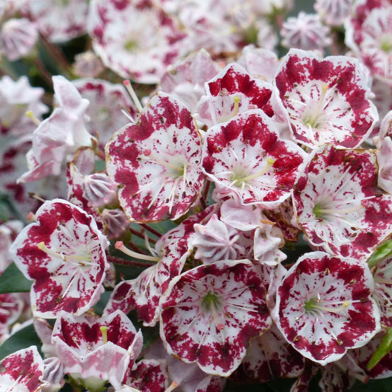 Kalmia latifolia Minuet - Laurier des montagnes Pot de 2L/3L - Gamm vert