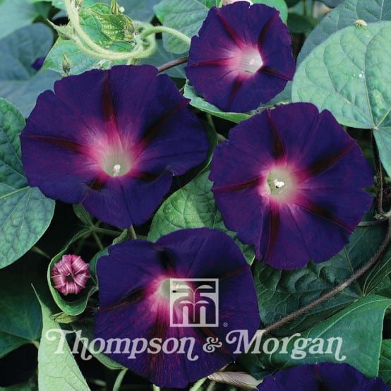 Graines d'Ipomée Star of Yelta - Ipomoea purpurea Graines - Gamm vert