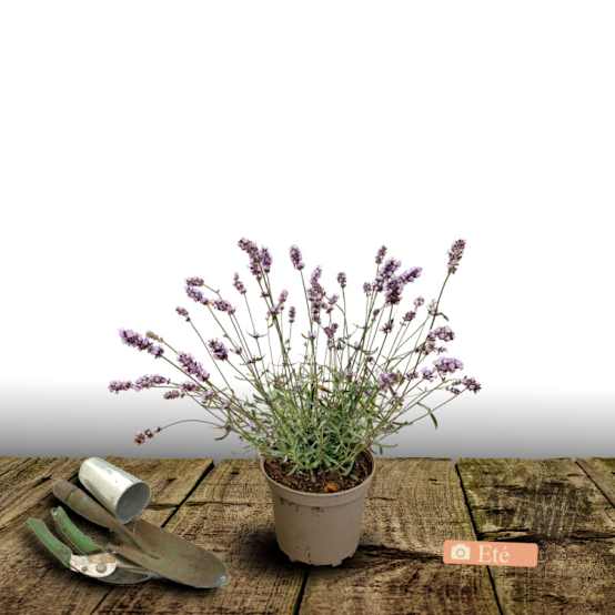 Lavande Dutch Lavander, Lavandin à fleurs Bleue - feuillage Persistant ...