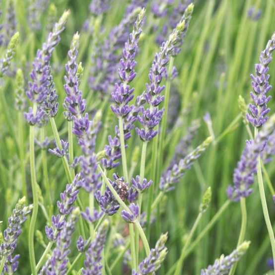 Lavande Dutch Lavander, Lavandin à fleurs Bleue - feuillage Persistant ...