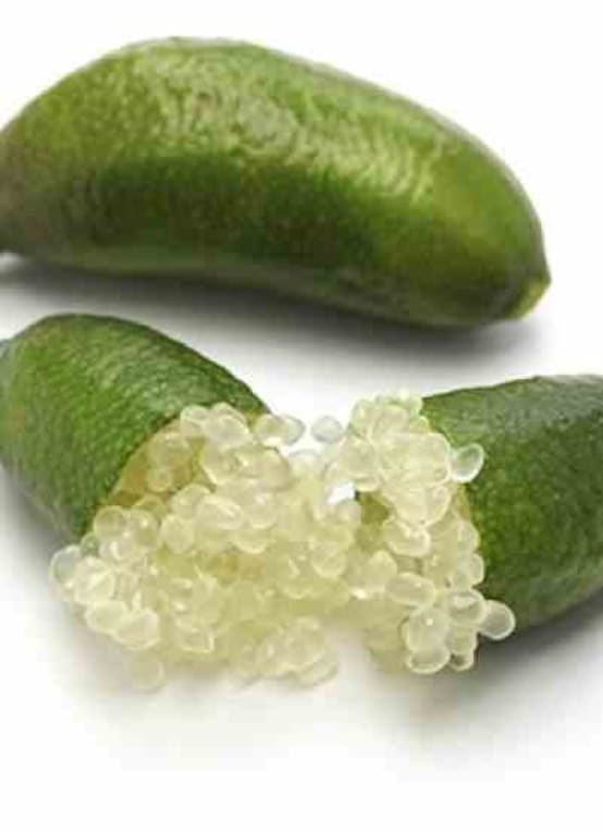 Microcitrus australasica (Caviar de citron) Couleur floraison:Blanc ...