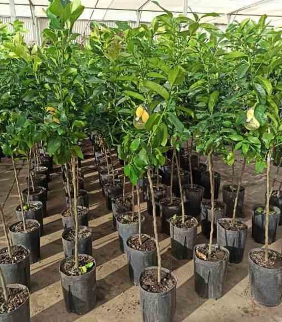 Microcitrus australasica (Caviar de citron) Couleur floraison:Blanc ...