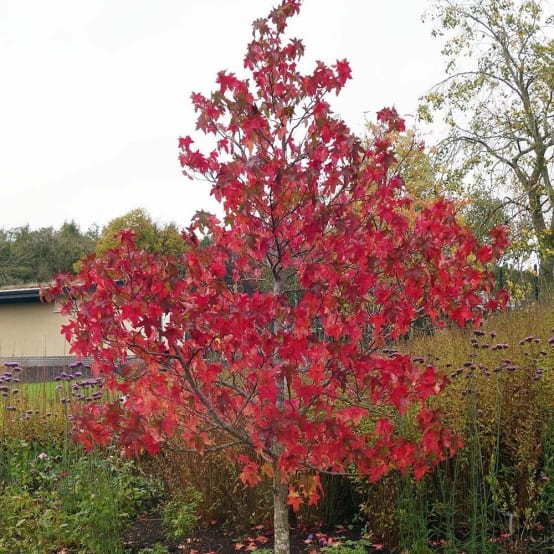 Liquidambar styraciflua Lane Roberts - Copalme d'Amérique Pot de 2L/3L - Gamm vert
