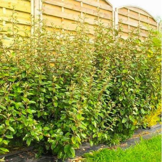 Elaeagnus (Elaeagnus ebbingei) - Godet - Taille 20/40cm - Pépinières ...