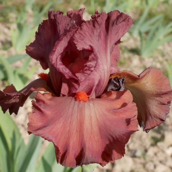 Iris germanica Rouge de Plaisir - Iris des Jardins Rhizome, Calibre 10/ ...