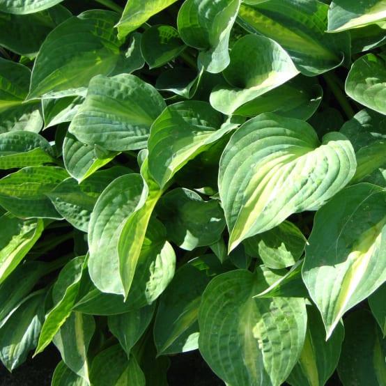 Hosta Striptease Godet de 9cm - Gamm vert