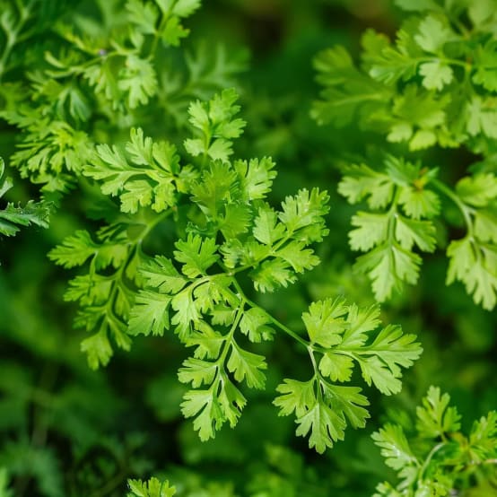 150 Graines de Cerfeuil - SemiSauvage Permaculture - Gamm vert