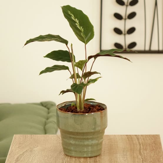 Calathea Maui Queen Mini-plante - Gamm vert