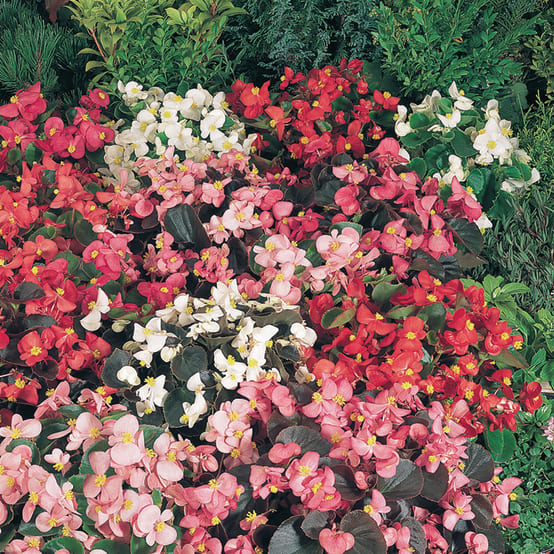 Graines de Bégonia semperflorens nain Organdy Mix (enrobées) - Graines ...