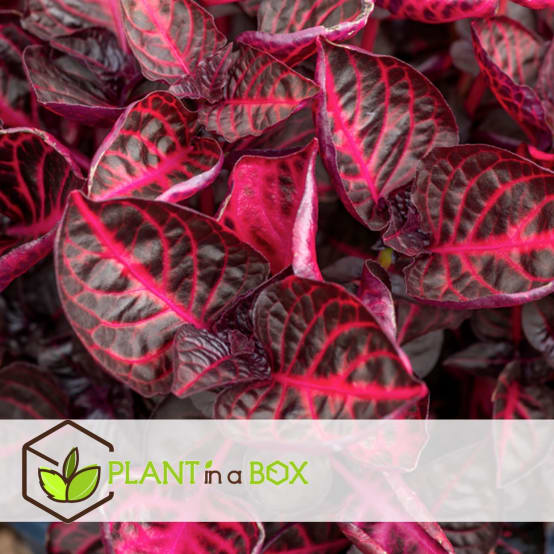 Feuille de sang - Iresine herbstii - Hauteur 20-30cm - ⌀13cm - Gamm vert